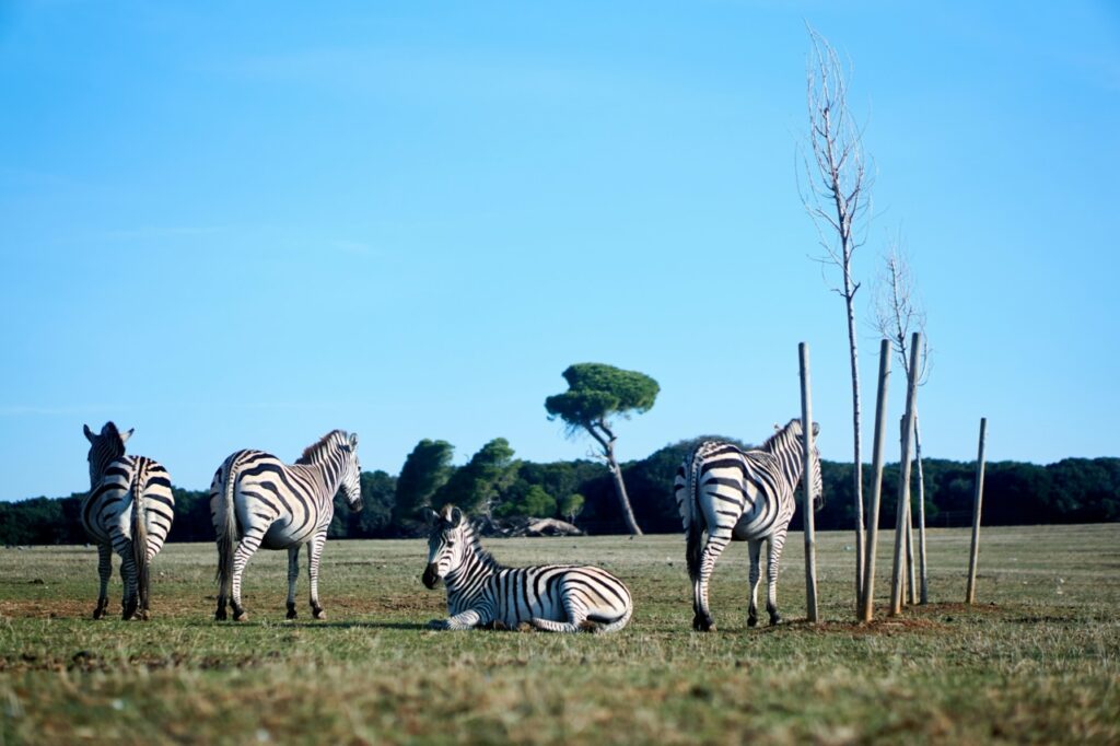 Brijuni National Park – a must-see when visiting Istria | VillasGuide